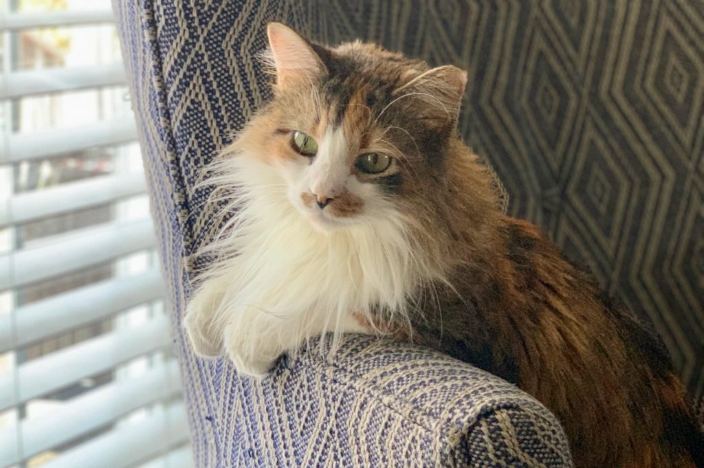 Ex-SC Sheriff Kenney Boone's Feline Victim Is Doing Alright