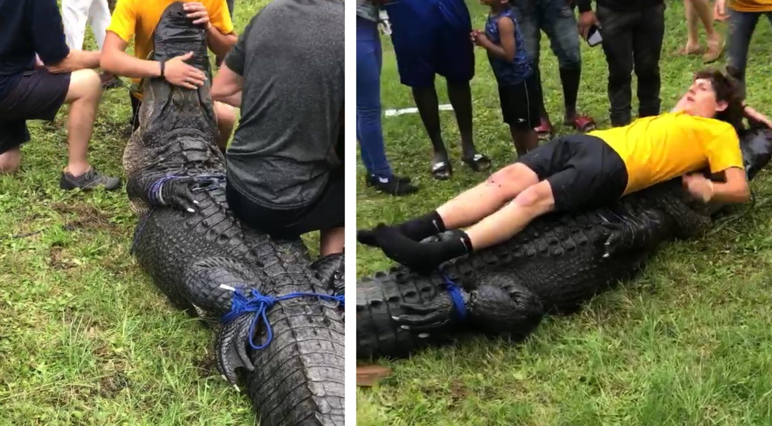 12-Foot Hilton Head Gator Wrangled, Hog Tied, And Sat On, Video Shows