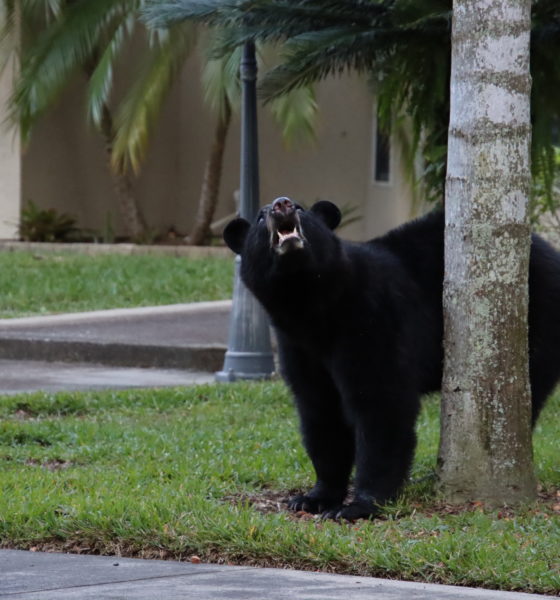 SC Black Bear: Myrtle Beach, SC Coast Sees Major Uptick In Sightings