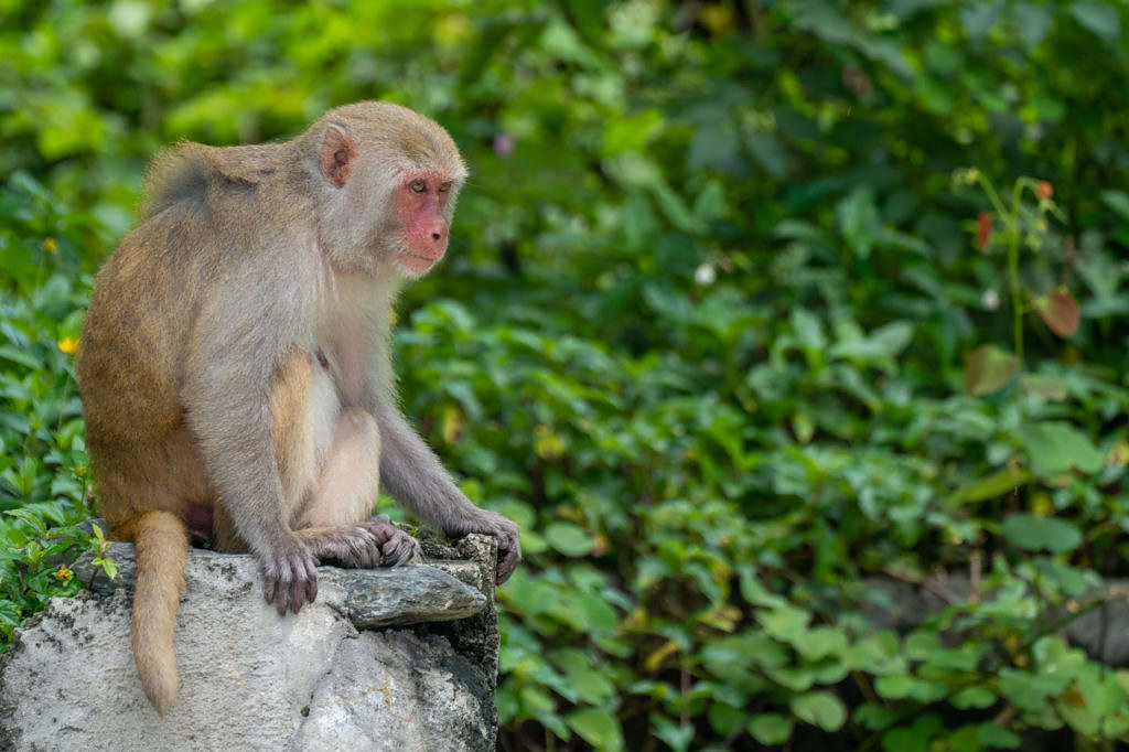 Monkeys Escape From South Carolina Research Facility - FITSNews