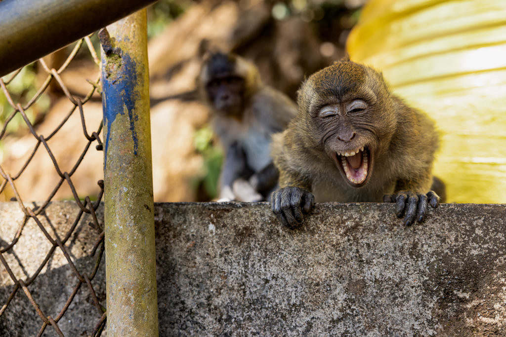 Update: Eighteen South Carolina Monkeys Remain On The Loose - FITSNews