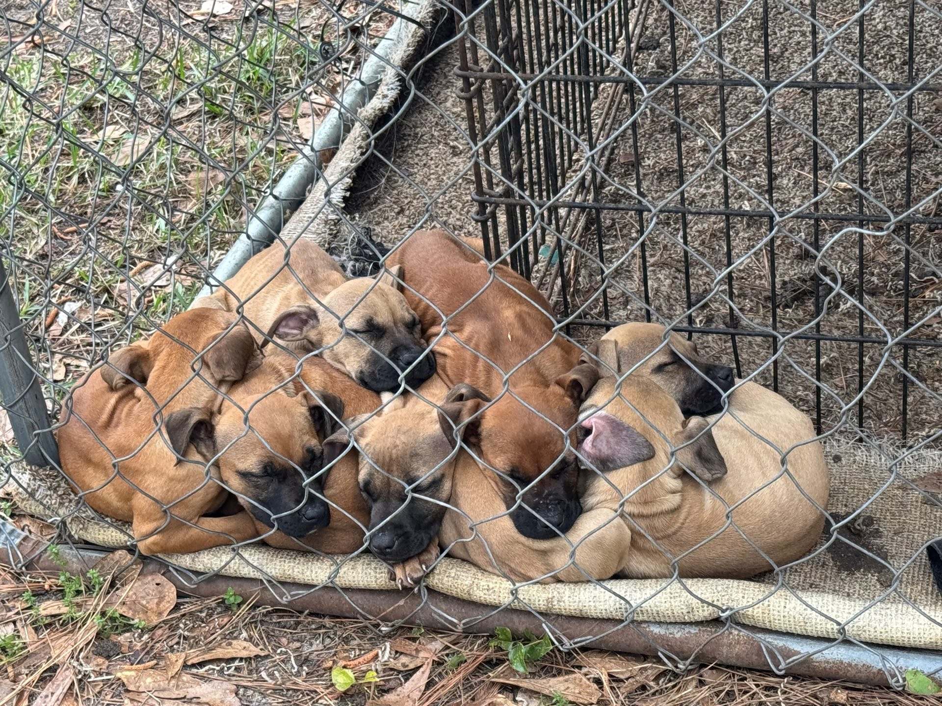 SLED Breaks Up Rural South Carolina Dogfighting, Drug Ring - FITSNews