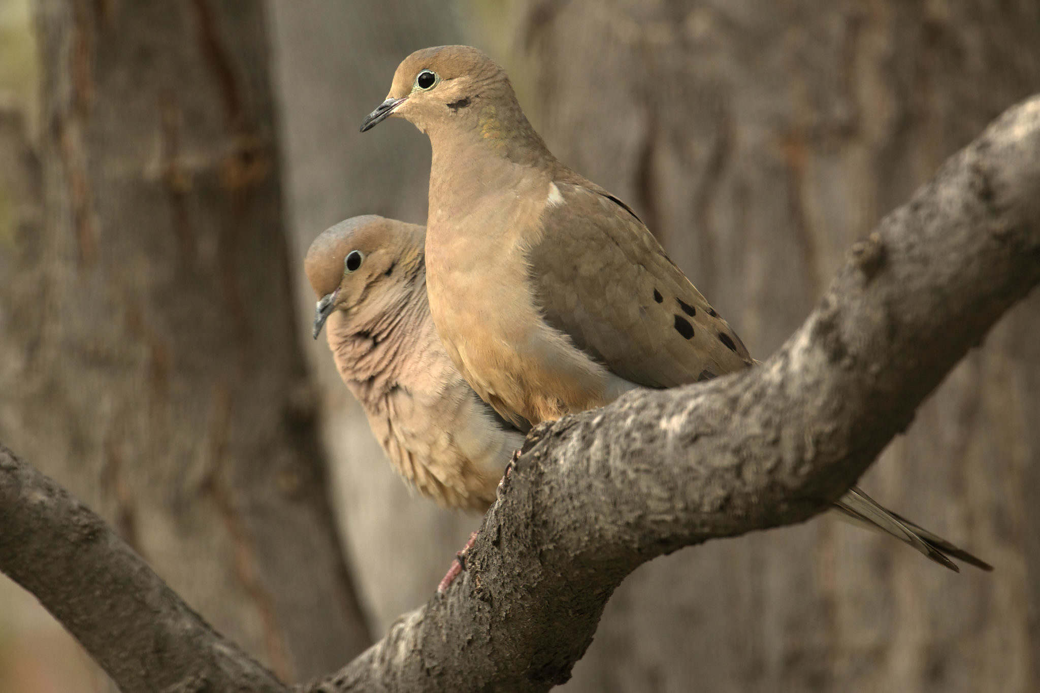 2025 Dove Hunting Season Opens Soon In South Carolina - FITSNews