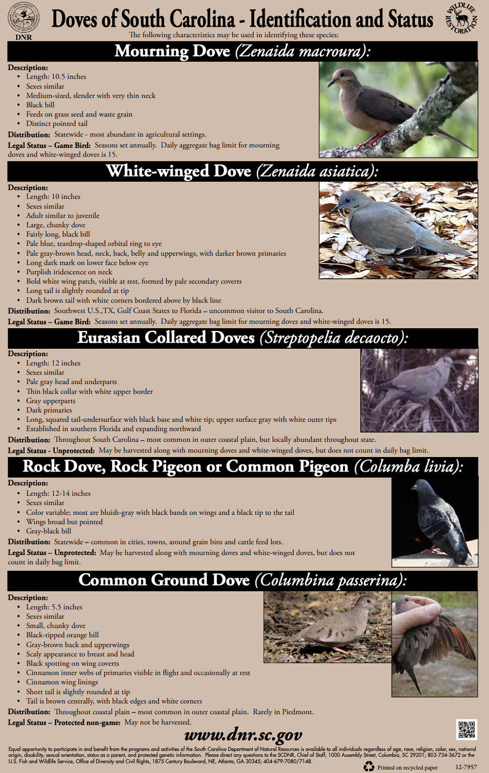 2025 Dove Hunting Season Opens Soon In South Carolina - FITSNews