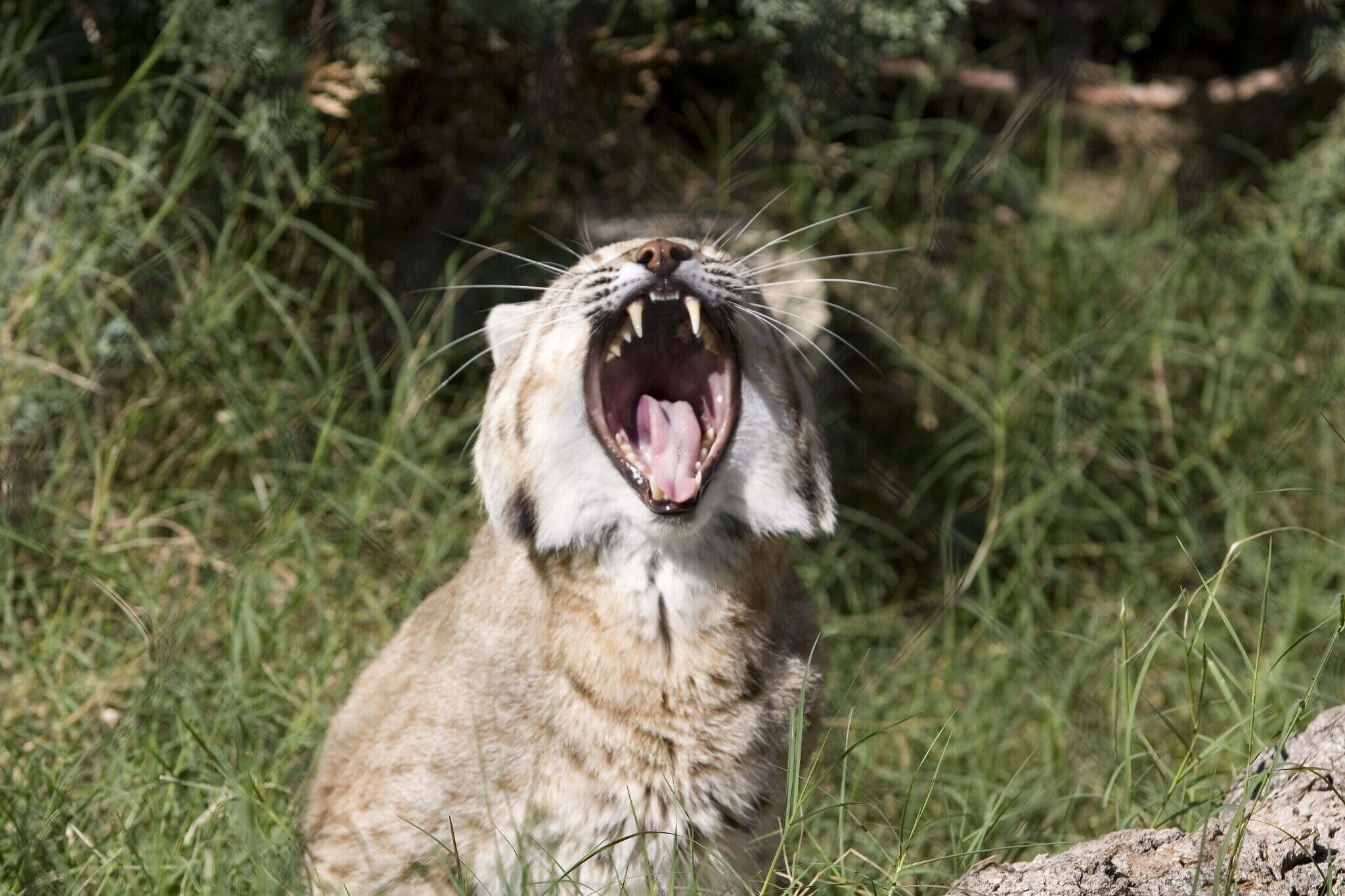 Rabid Bobcat Confirmed In Chester County - FITSNews